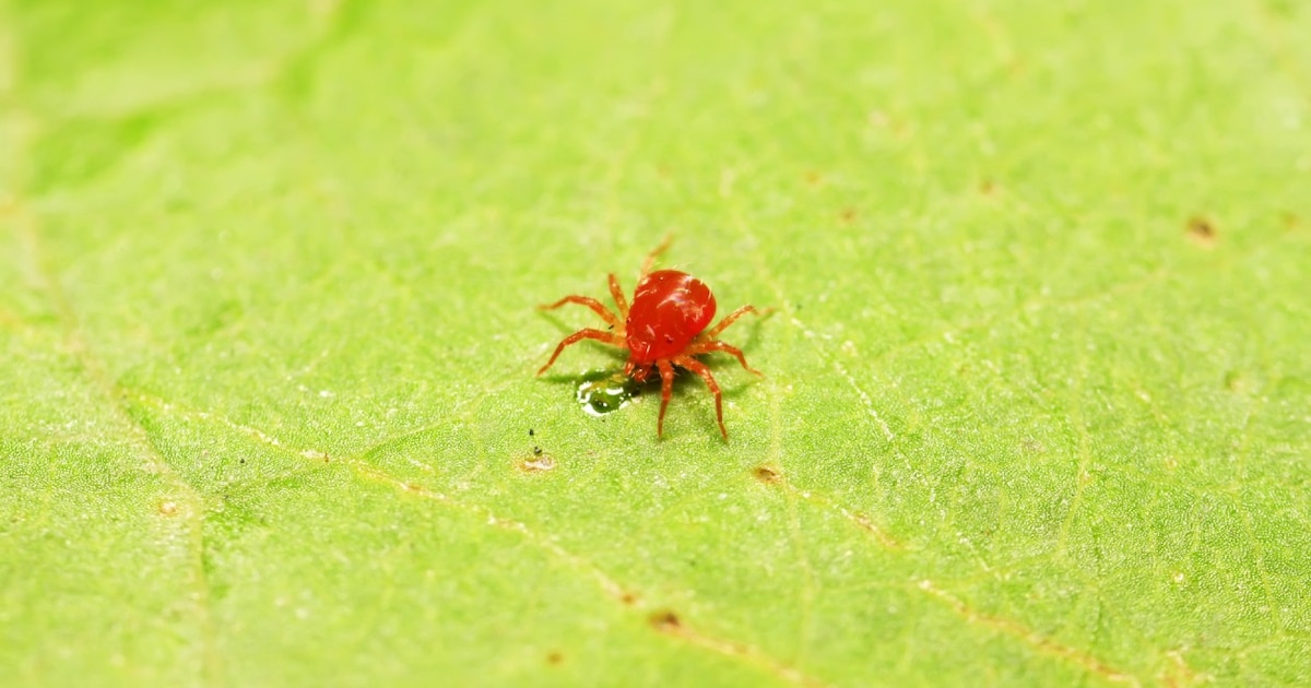 Hoe kun je spint herkennen en bestrijden? | vtwonen