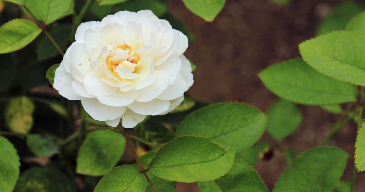 Camelia - Camellia japonica 'Brushfield's Yellow' | vtwonen