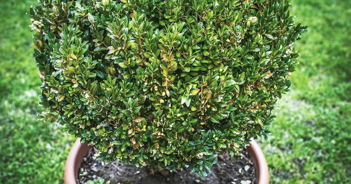 Buxus microphylla 'Compacta' - Buxus - Plantenindex | vtwonen