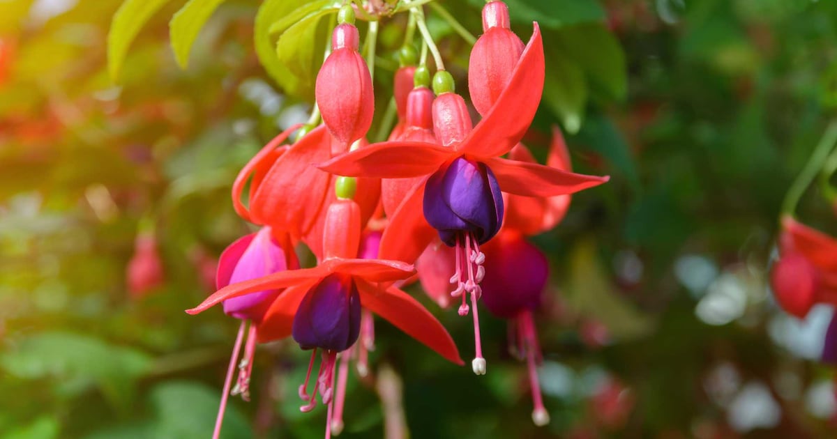 Alles over de Fuchsia