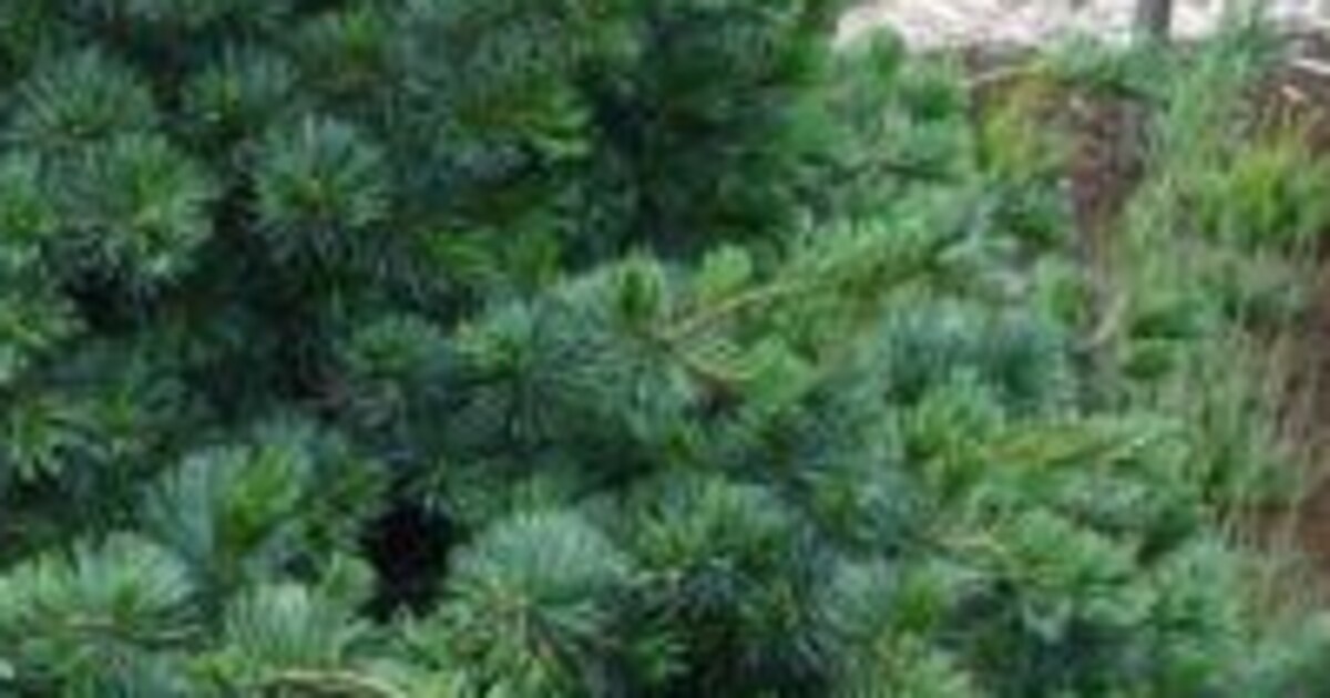 Pinus parviflora - Japanse den - Plantenindex | vtwonen