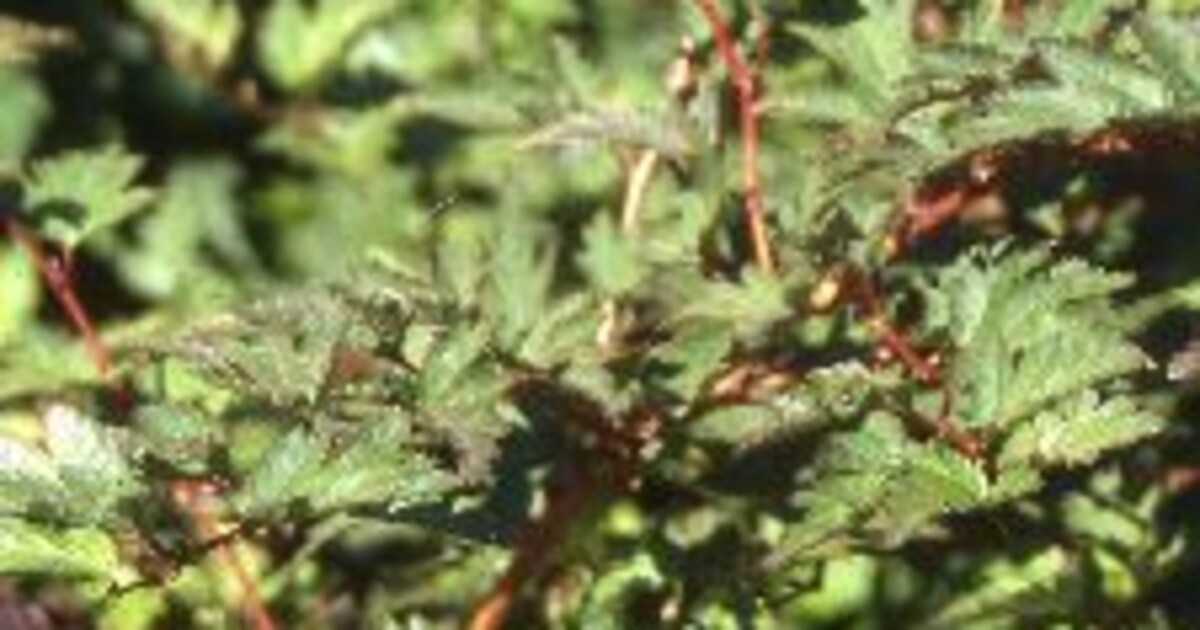 Stephanandra incisa 'Crispa' - Kransspirea | vtwonen