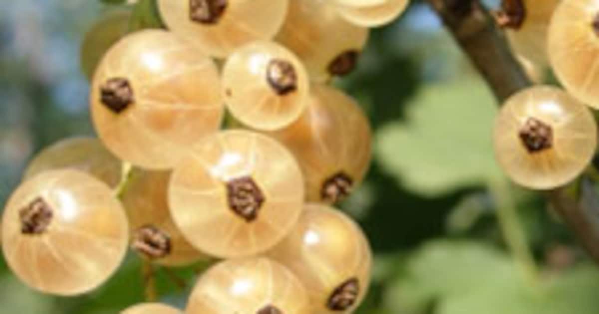 Ribes rubrum 'Witte Hollander' - Witte aalbes | vtwonen