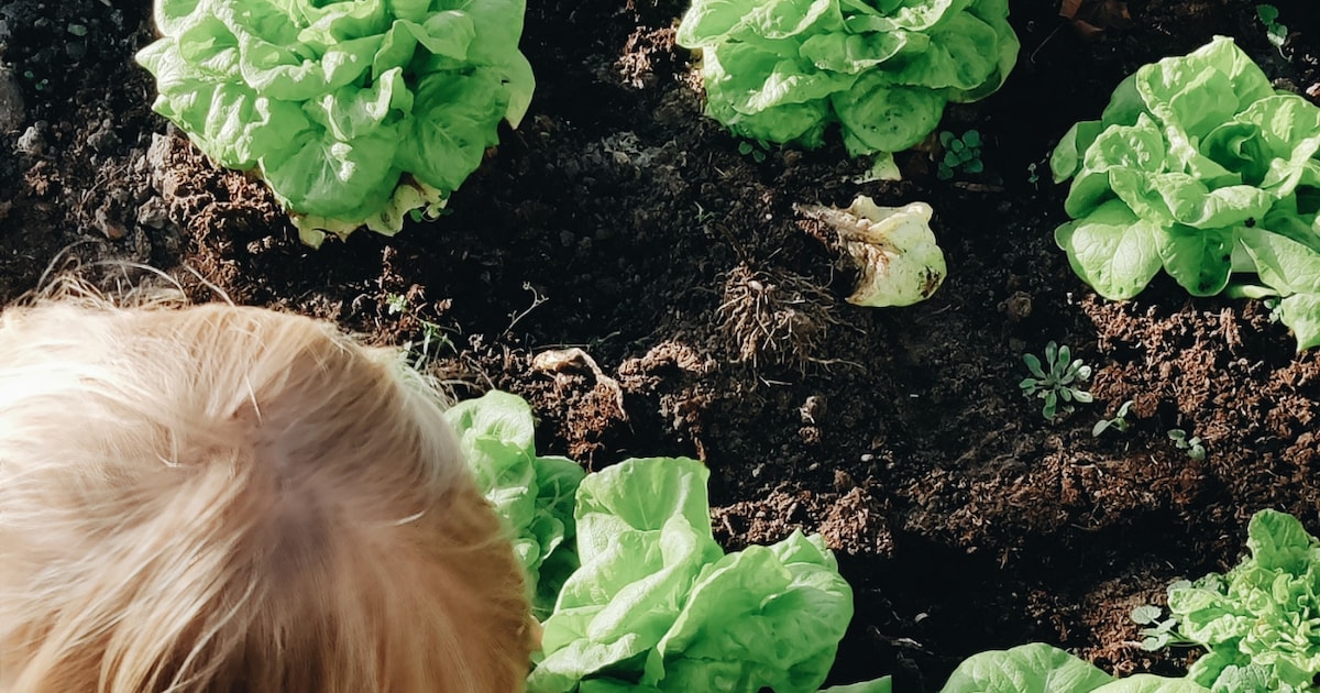 Zelf sla kweken: tips en wanneer zaaien en oogsten | vtwonen