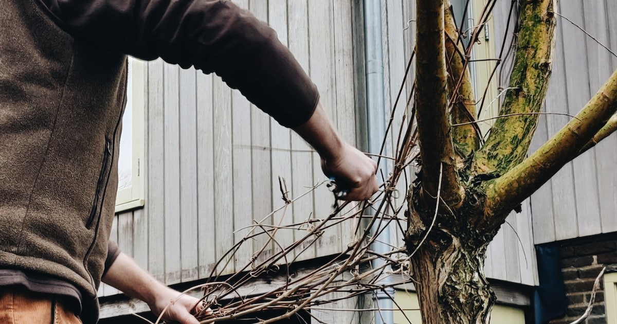 Snoeien doet bloeien: tips van tuinexperts Vivian & Mark